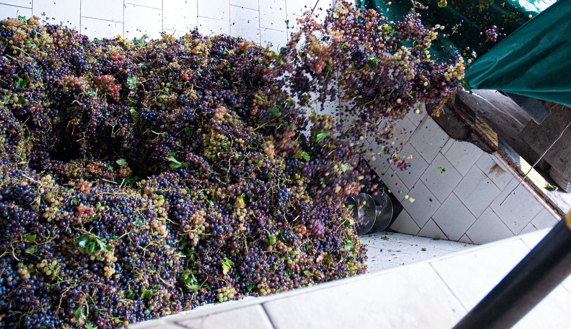 Uvas criollas despiertan un nuevo sabor en el mundo del vino - deCepas