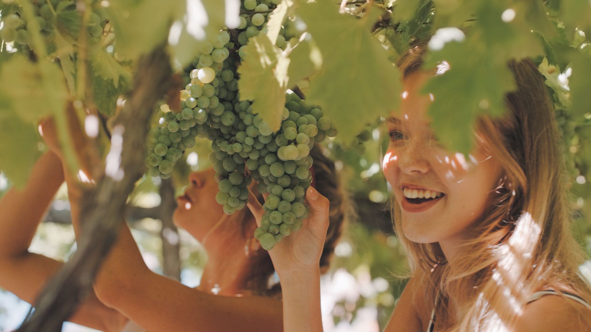 Cinco uvas españolas que deberías conocer - deCepas