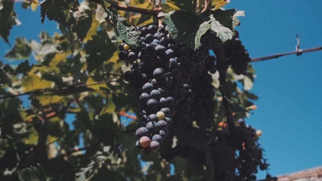 Cinco uvas españolas que deberías conocer - deCepas
