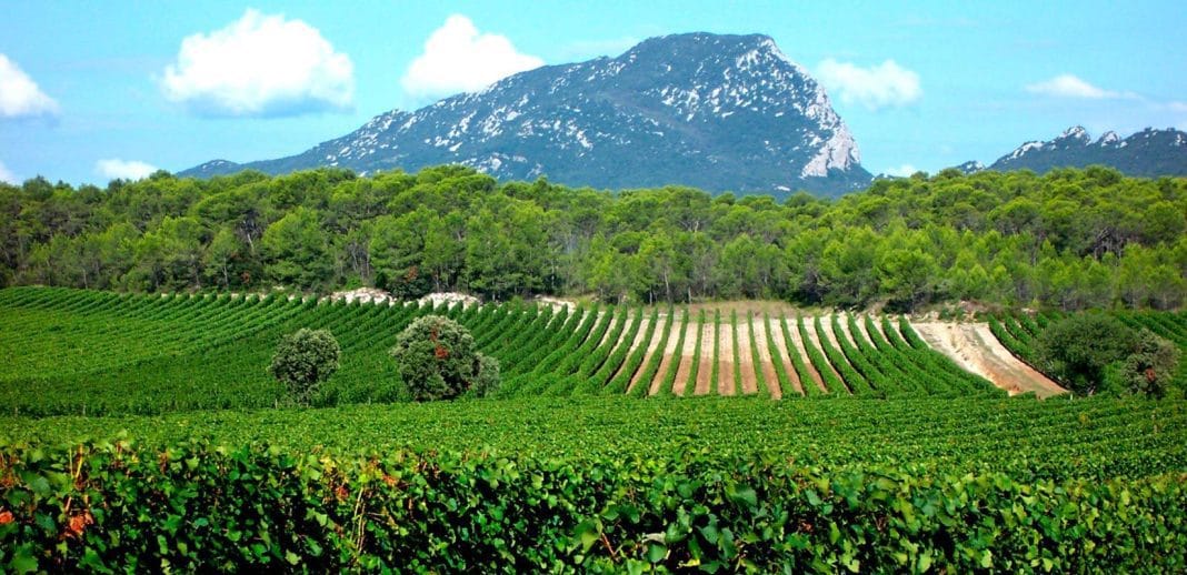 Así es la Carignan, un tipo de uva muy especial - deCepas
